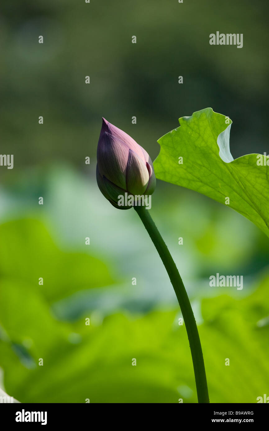 Lotus bud Stock Photo - Alamy