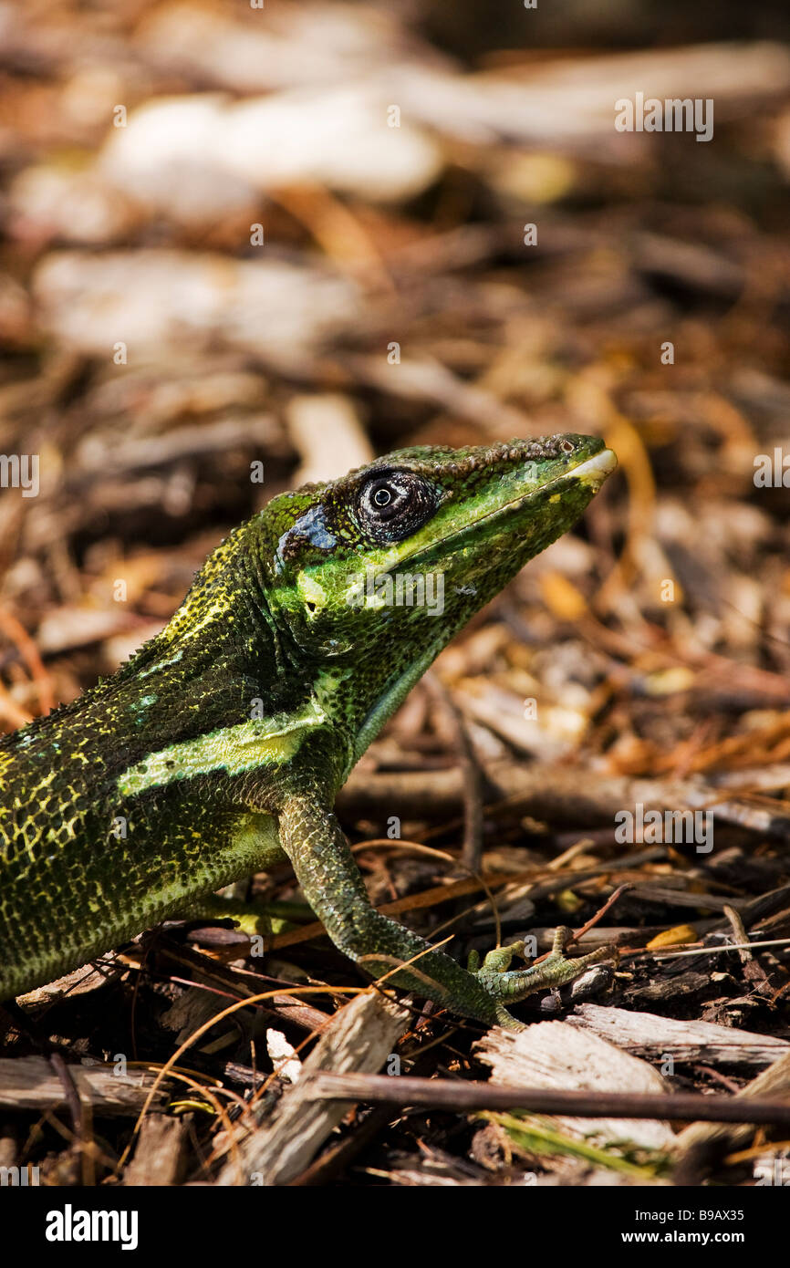 Small lizard in the Florida's Keys, USA Stock Photo - Alamy
