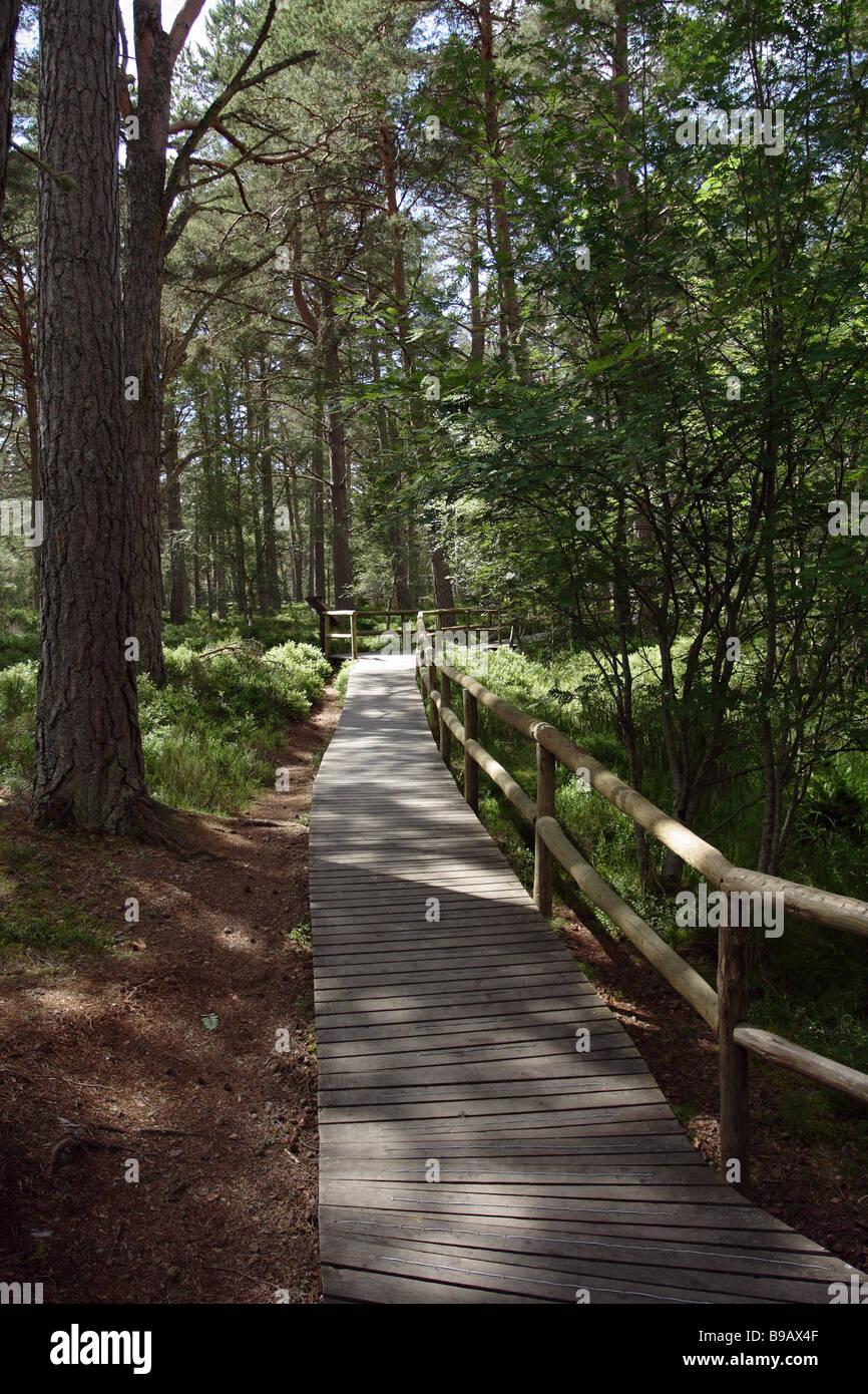 Carrbridge path hi-res stock photography and images - Alamy