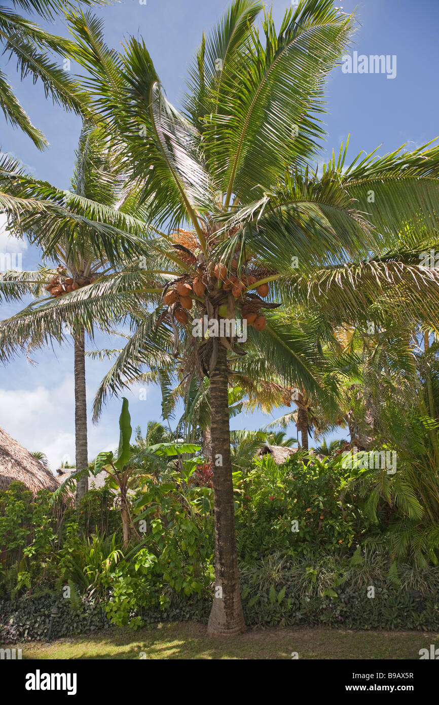 Cocos Nucifera Coconut Palms Cocos Nucifera Coconut Palm