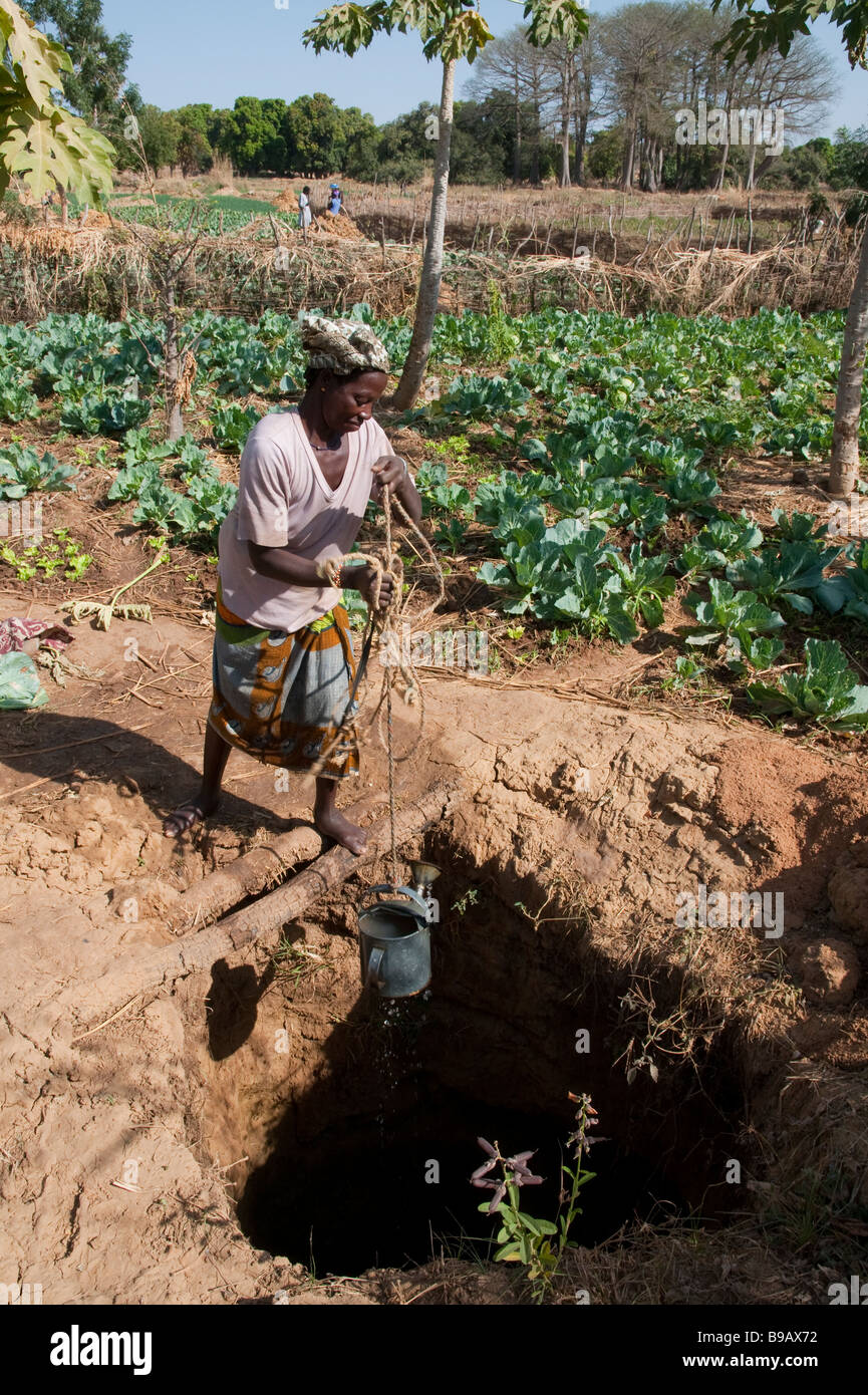 West Africa Mali On the road Nioro bamako vegetable garden Stock Photo ...