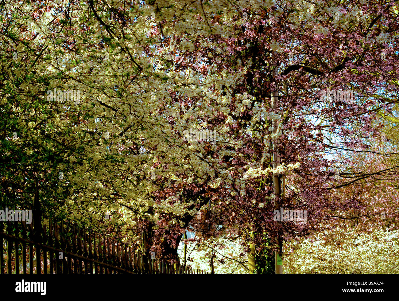 Alternating colour hi-res stock photography and images - Alamy