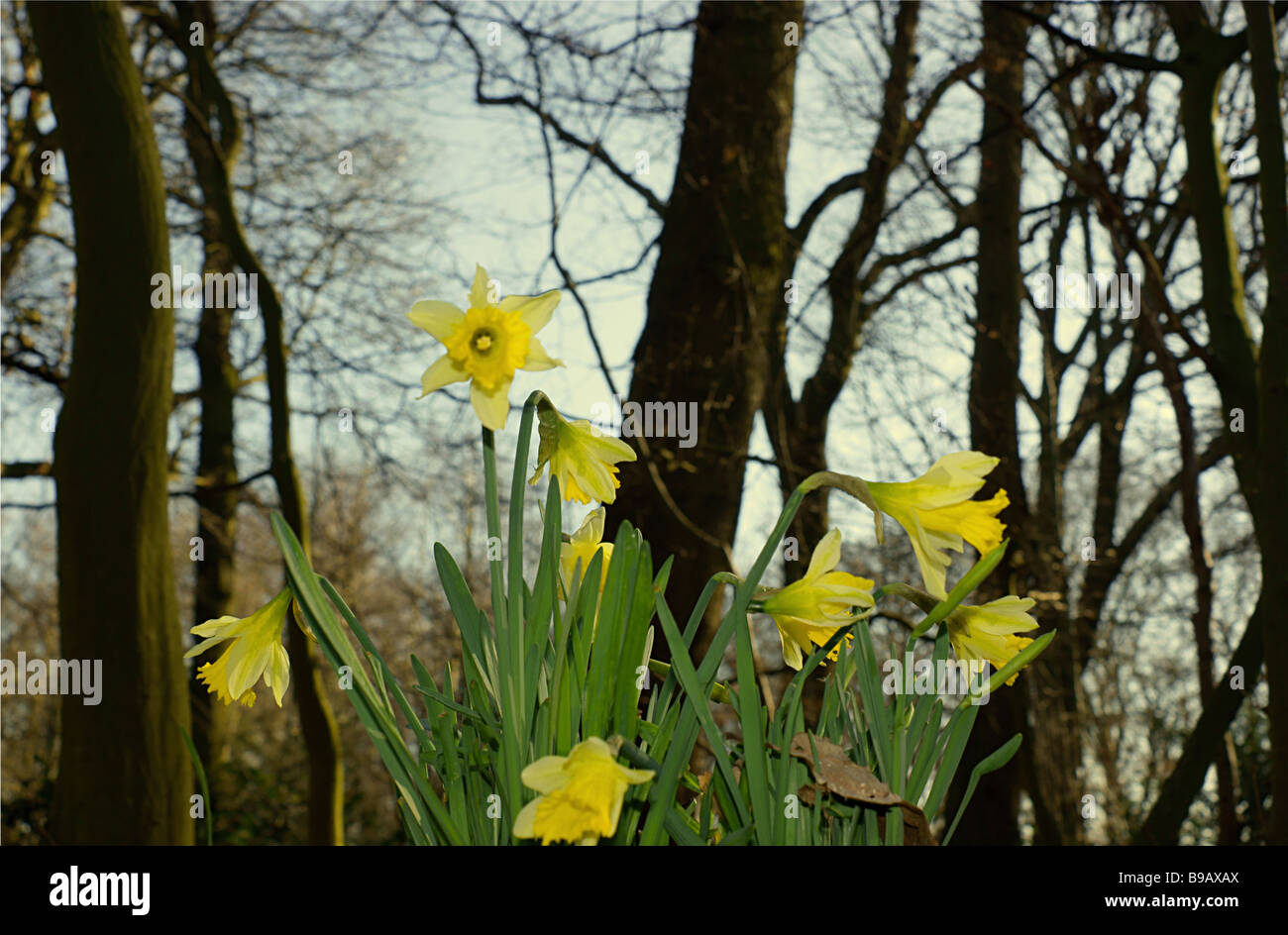 Woodland daffodils hi-res stock photography and images - Alamy