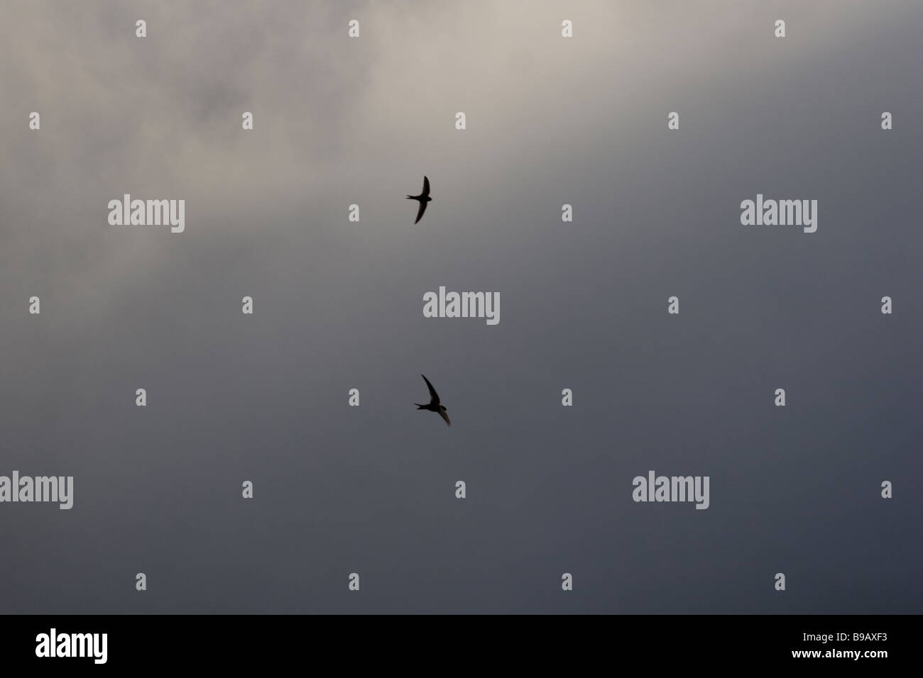Plain swift apus unicolor hi-res stock photography and images - Alamy