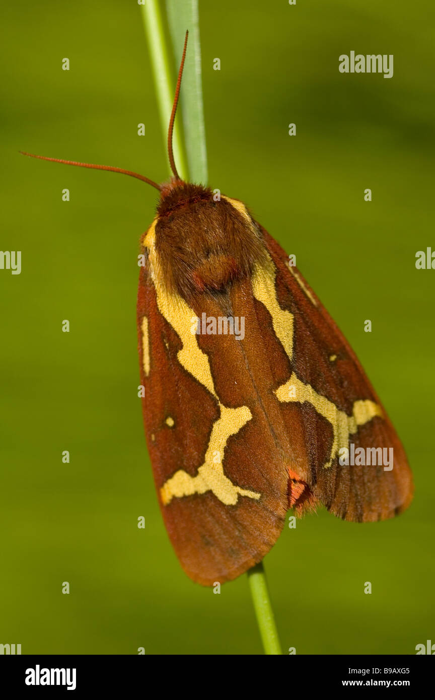 Spanish fauna hi-res stock photography and images - Alamy