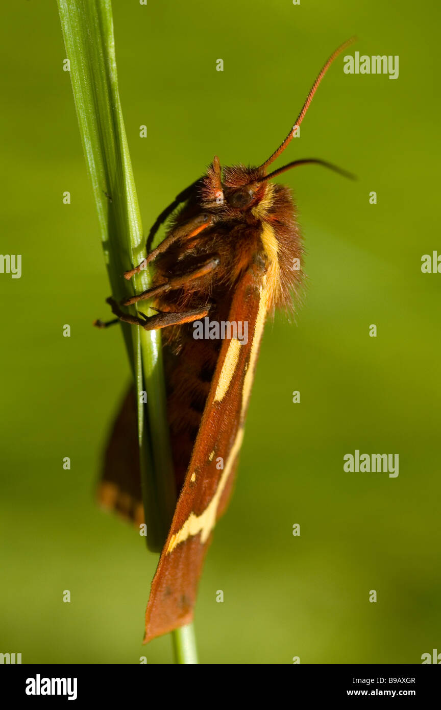 Spanish tiger moth (Hyphoraia dejeani Stock Photo - Alamy