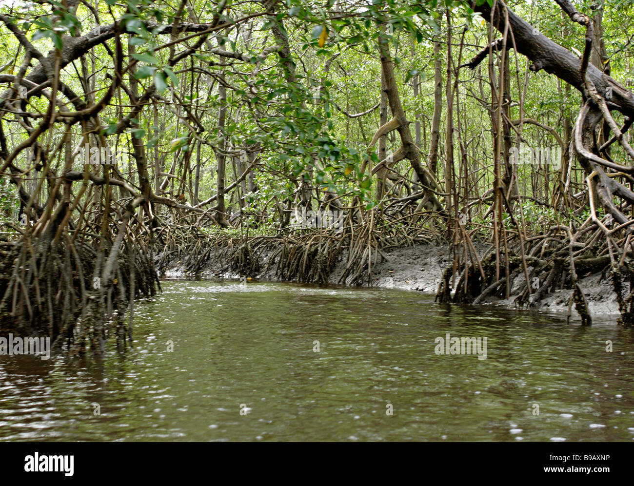 Mangroves brazil hi-res stock photography and images - Alamy
