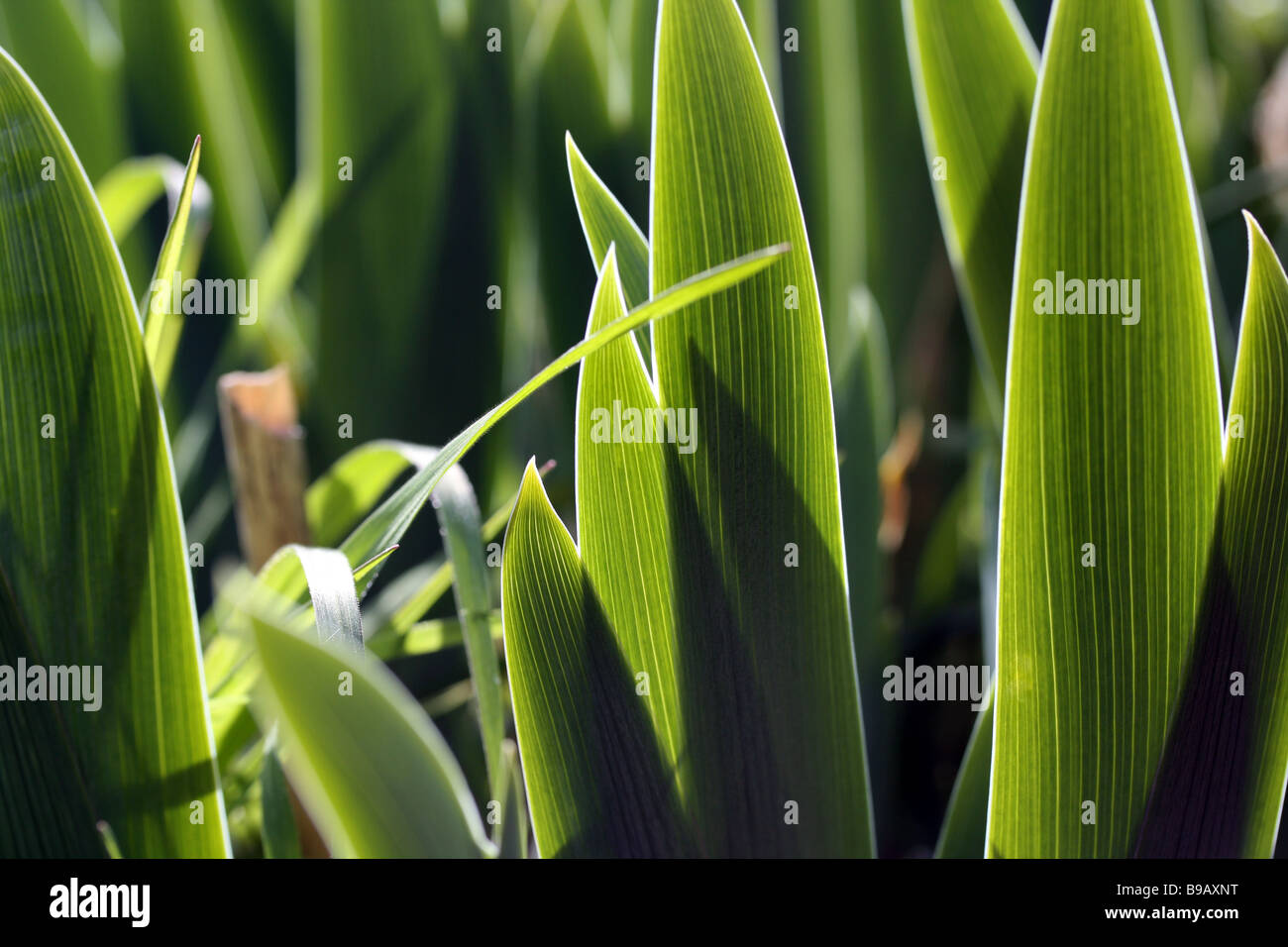 First shoots of spring Stock Photo - Alamy