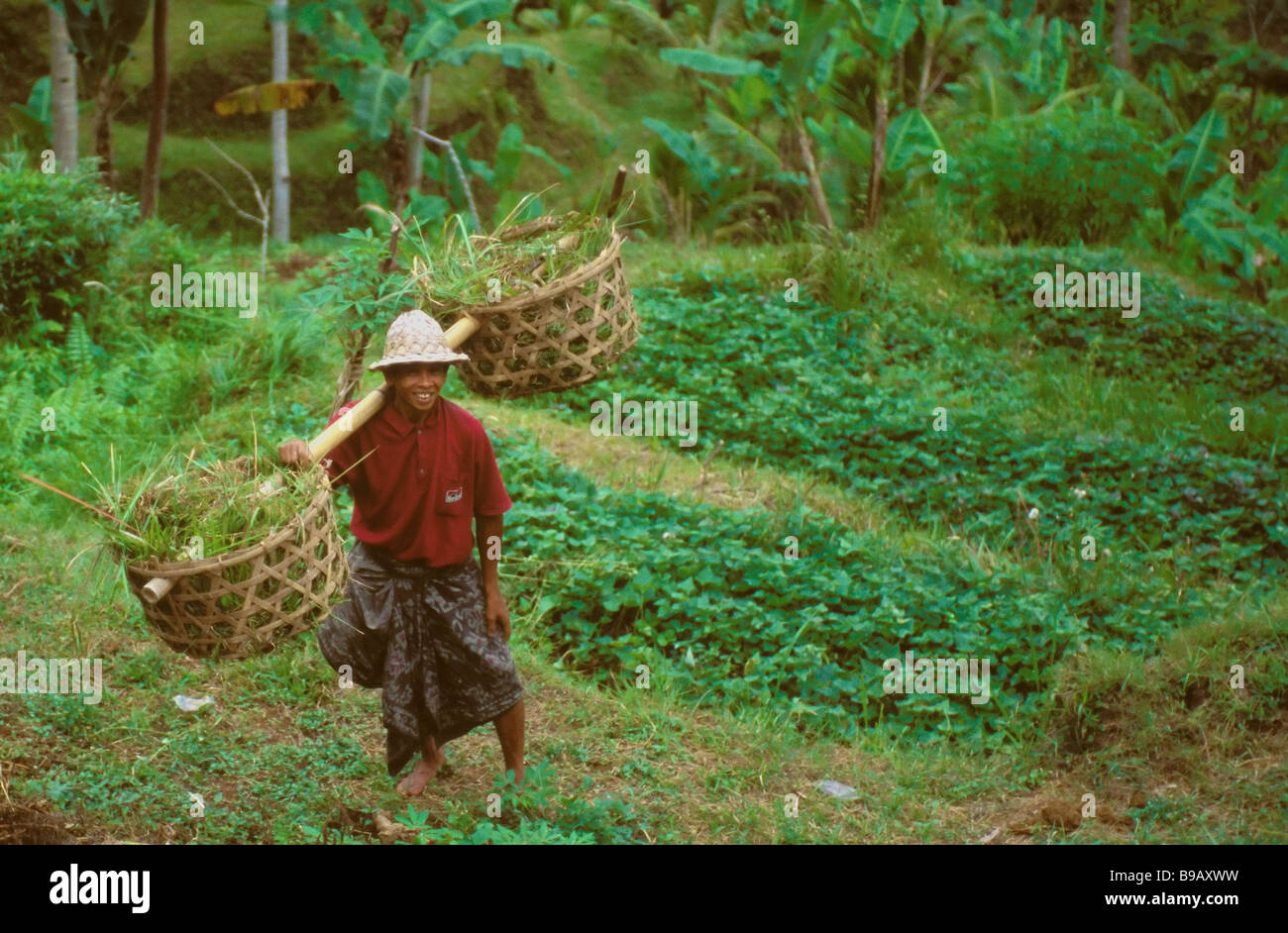 Farmer working in the plantations of Ubud, Bali, Indonesia Stock Photo ...