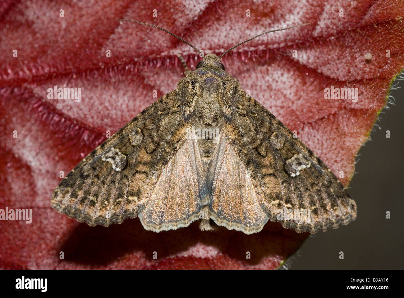 Adult Cabbage Moth (Mamestra brassicae Stock Photo - Alamy