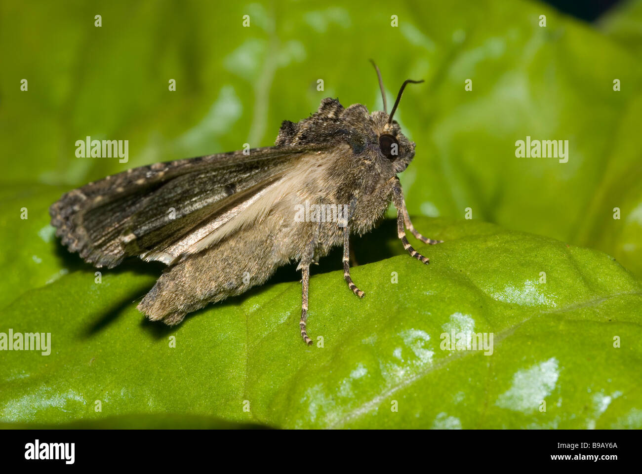 Cabbage moth hi-res stock photography and images - Alamy