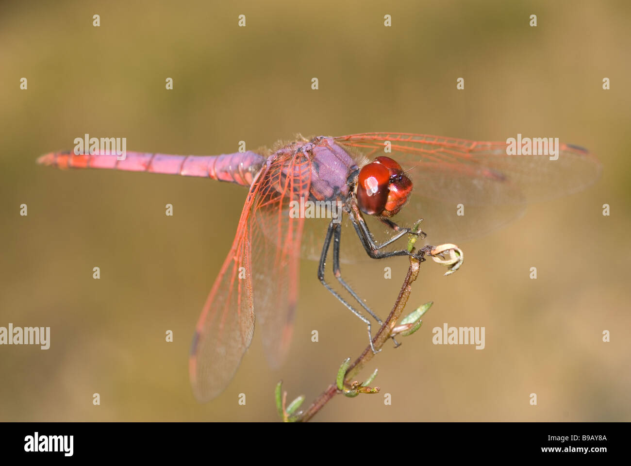 Purple blushed hi-res stock photography and images - Alamy