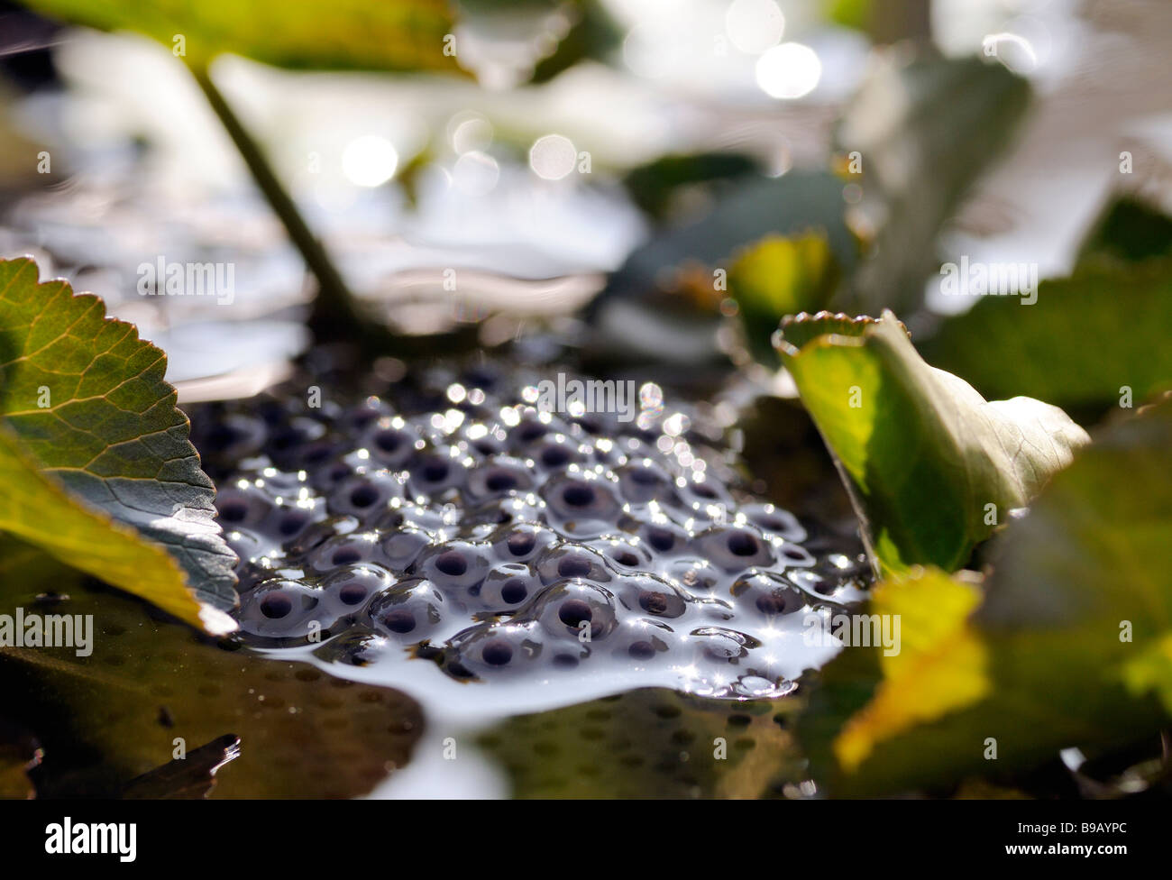 a pool of frogspawn within a water lilly inside a garden pond Stock ...