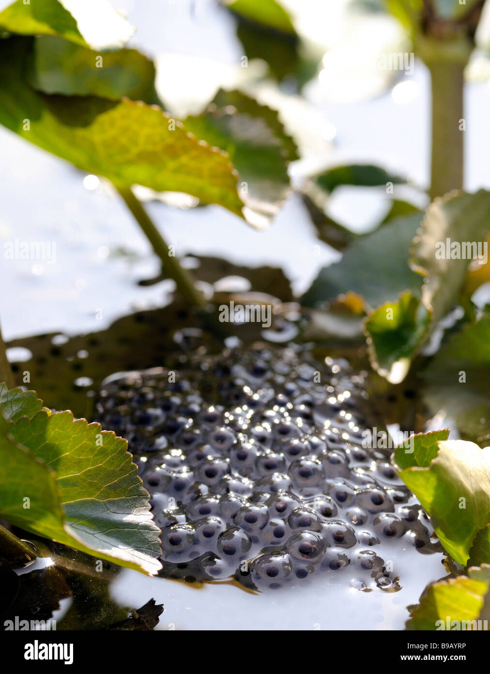 a pool of frogspawn within a water lilly inside a garden pond Stock ...