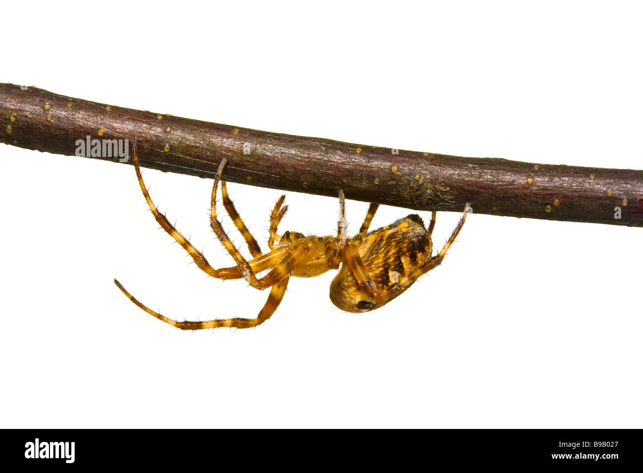 Spider close up on white background Stock Photo - Alamy