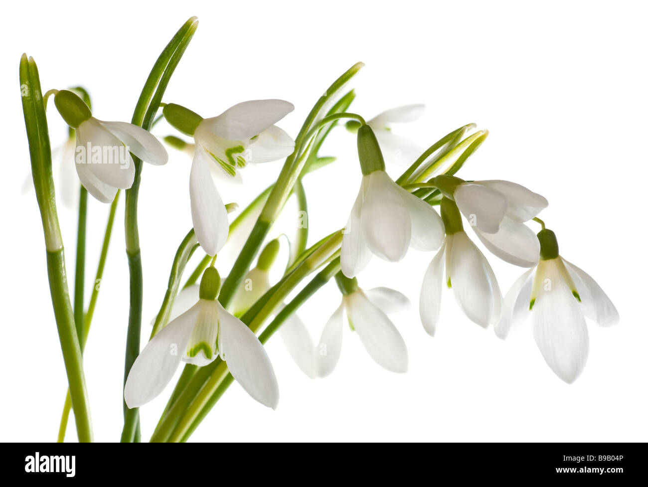 Snowdrop bouquet hi-res stock photography and images - Alamy