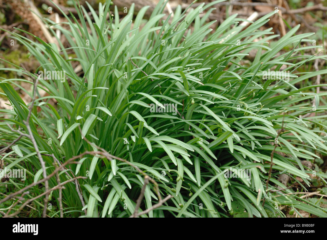 Bluebell greenery in early spring before they flower Stock Photo - Alamy