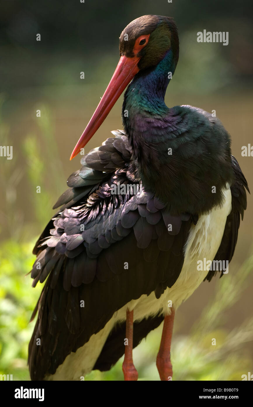 Ciconia nigra animals hi-res stock photography and images - Alamy
