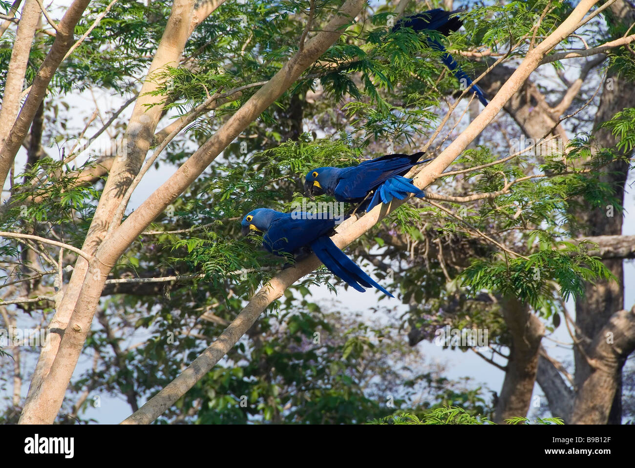 Hyacinth Macaws Anodorhynchus hyacinthinus Stock Photo - Alamy