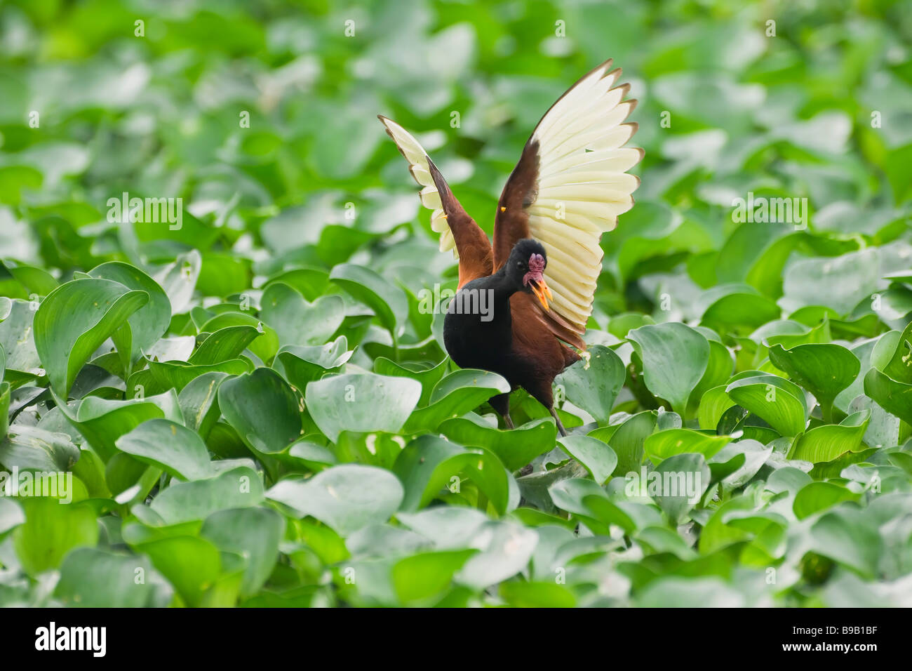 Wattled Jacana Jacana jacana Stock Photo - Alamy