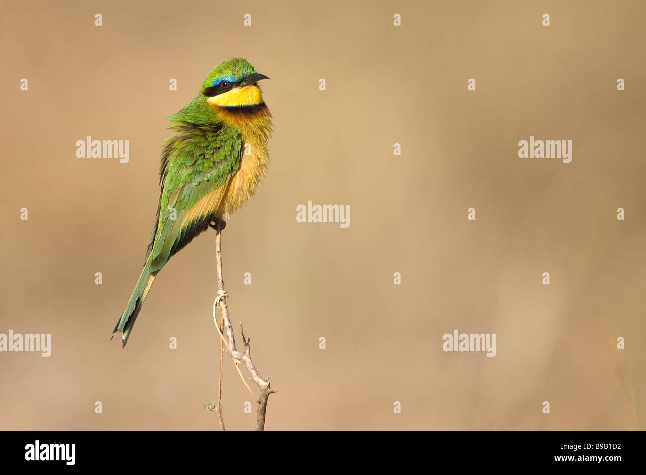 Little Bee eater Merops pusillus, Kenya, Africa Stock Photo - Alamy