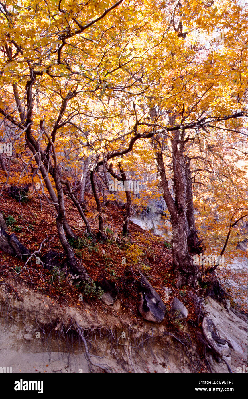 Roble beech hi-res stock photography and images - Alamy