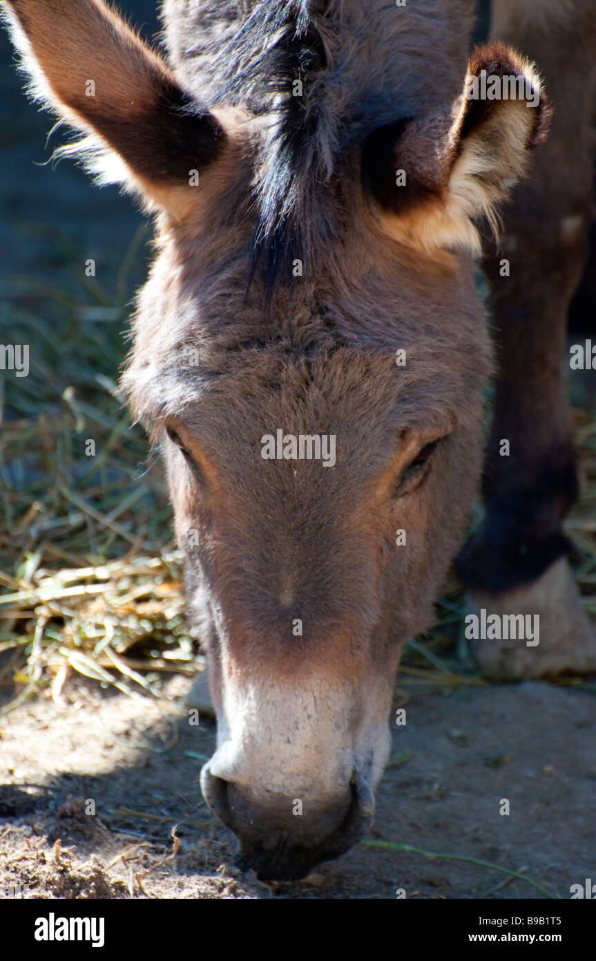 Picture of a donkey Stock Photo - Alamy