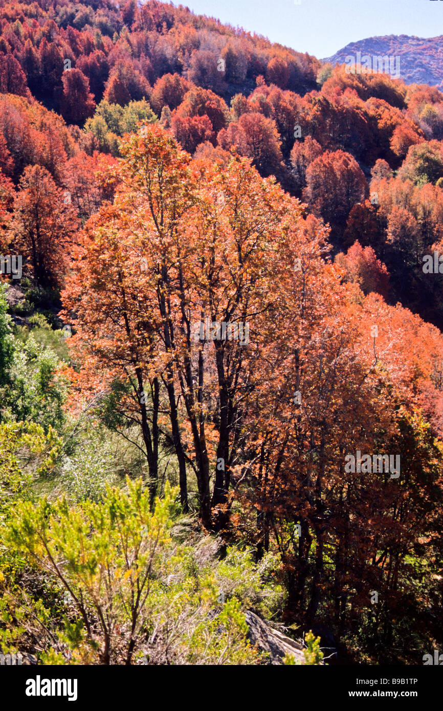 Forest of Southern Beeches (Nothofagus Macrocarpa) on Cerro Roble Hill ...