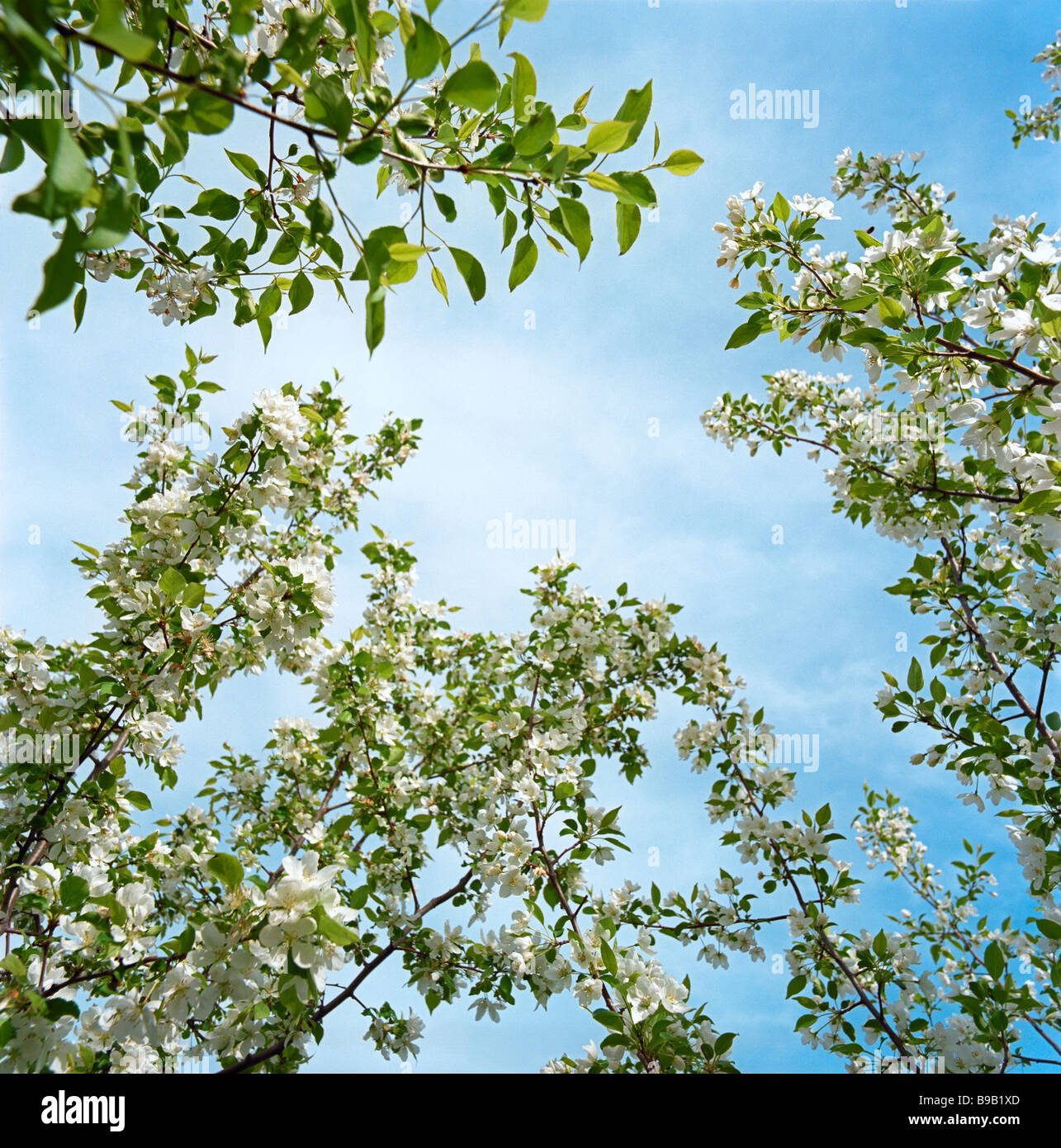 Apple tree in bloom altai hi-res stock photography and images - Alamy