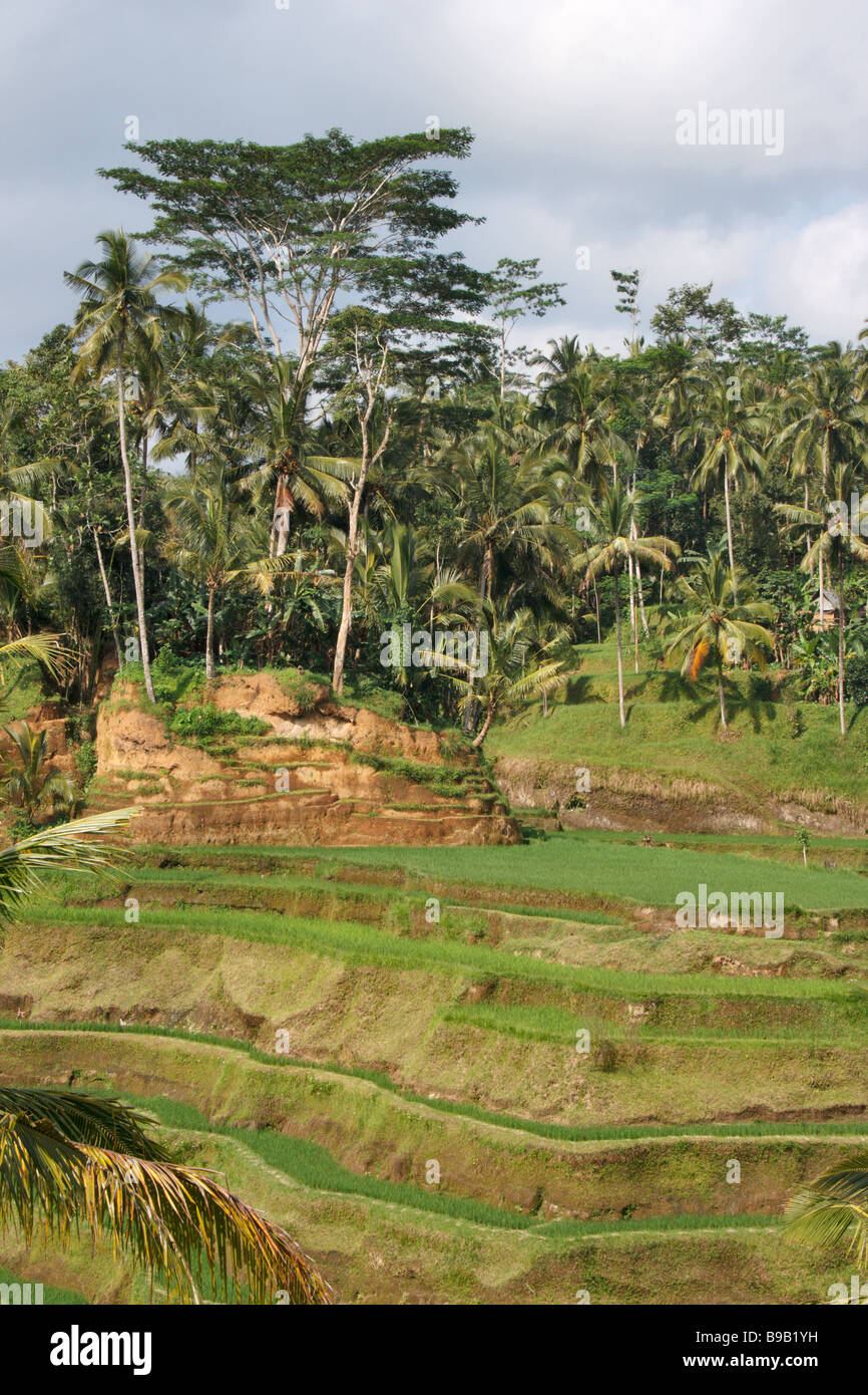 Green rice terraces on Bali island Stock Photo - Alamy