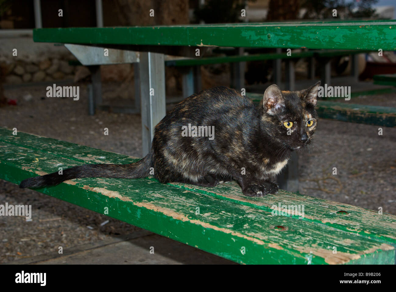Glistening irridescent sheen on feral calico cat on picnic bench at ...