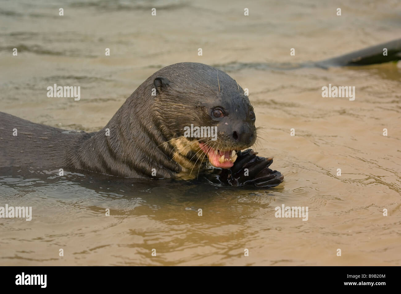 Giant river otter Pteronura brasiliensis Stock Photo - Alamy