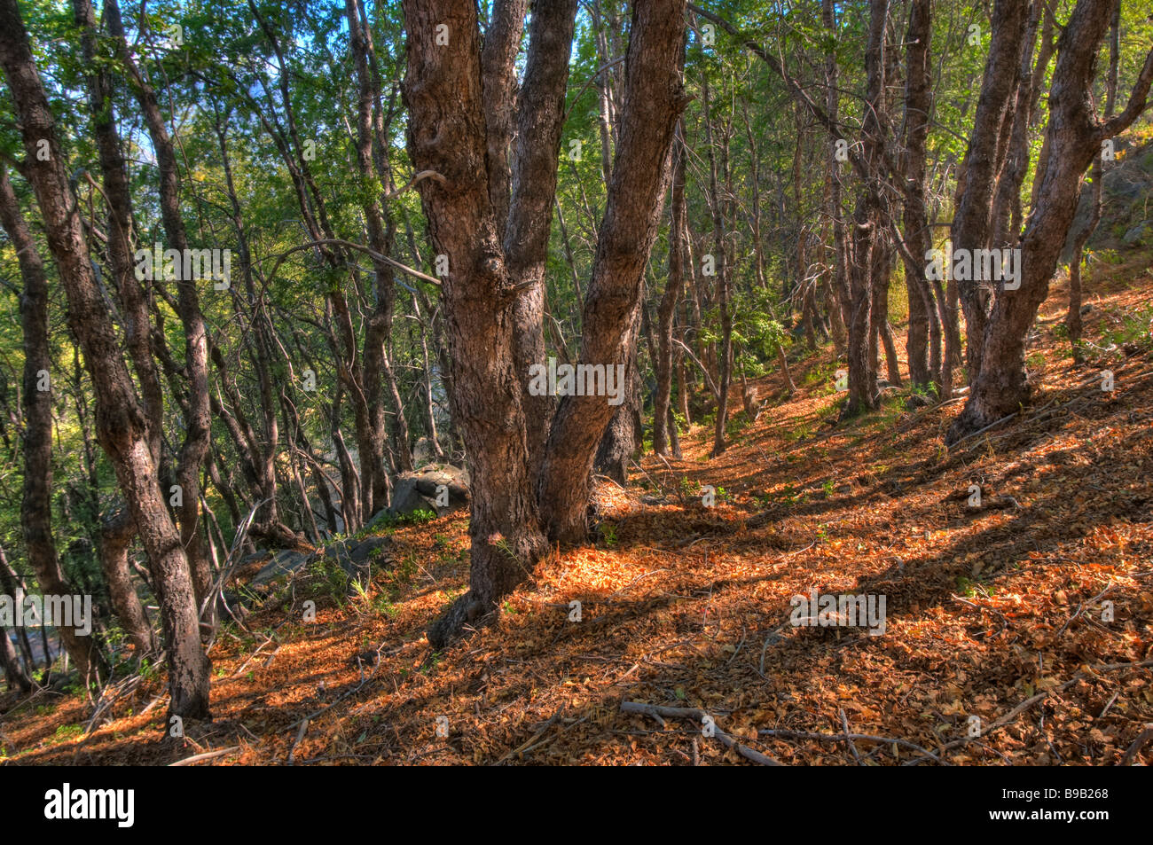 Forest of Southern Beeches (Nothofagus Macrocarpa) on Cerro Roble Hill ...