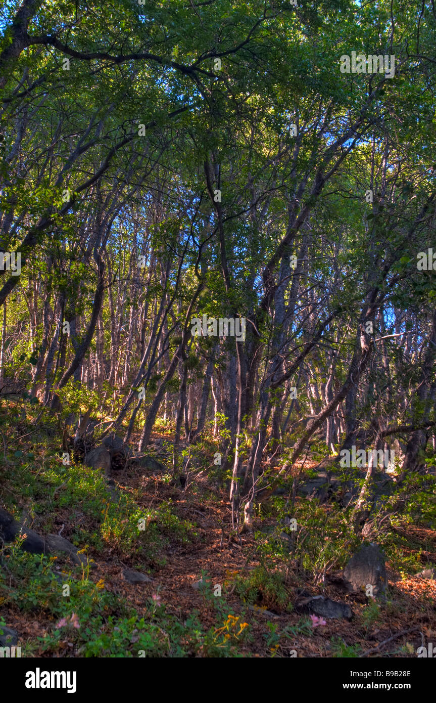 Forest of Southern Beeches (Nothofagus Macrocarpa) on Cerro Roble Hill ...