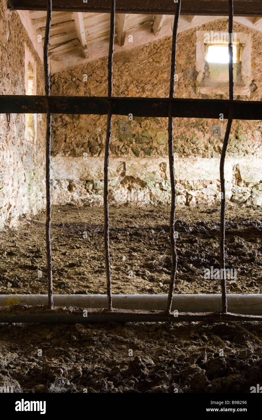sunlight in muddy barn Stock Photo - Alamy