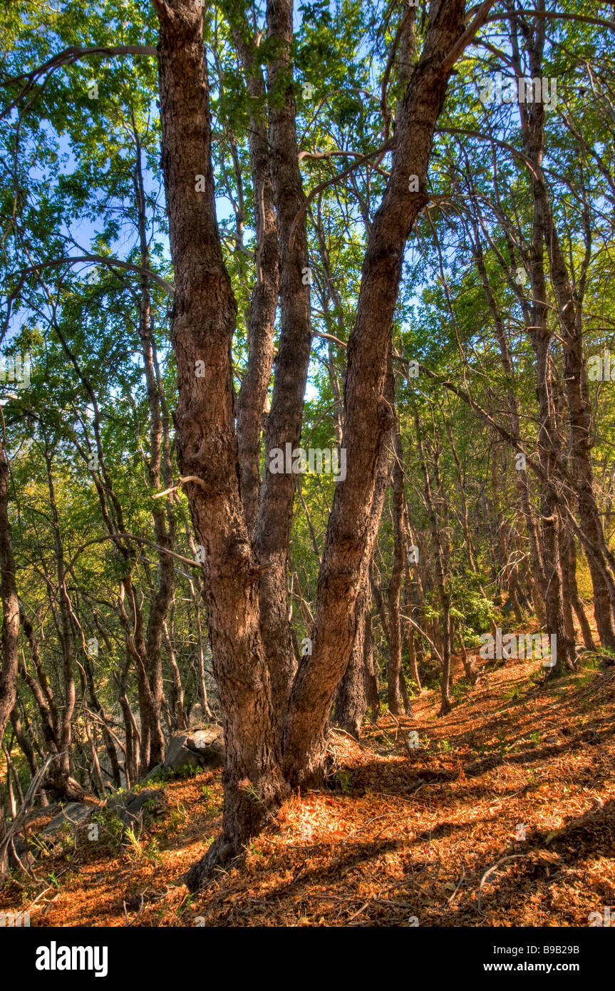 Forest of Southern Beeches (Nothofagus Macrocarpa) on Cerro Roble Hill ...