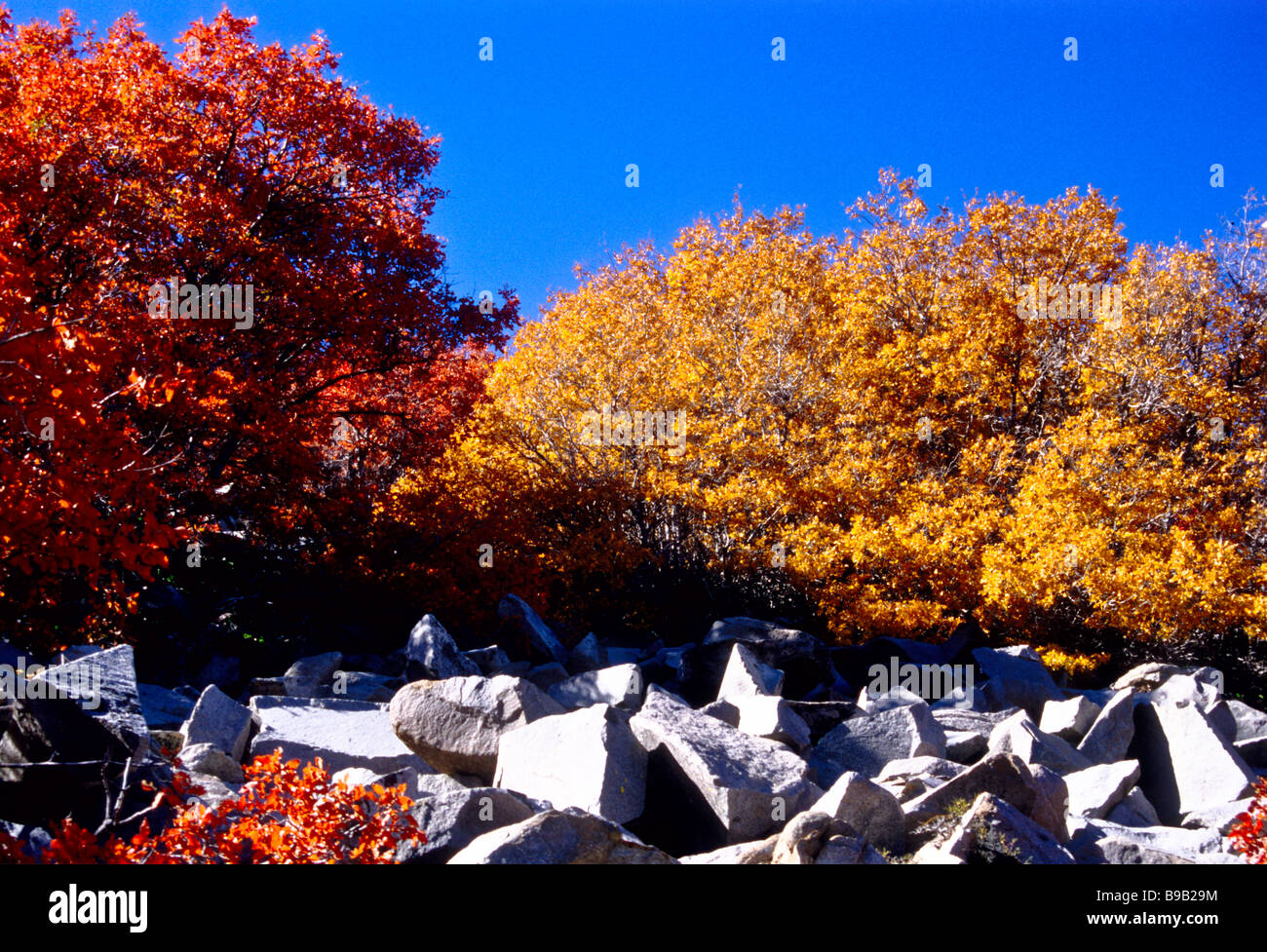 Forest of Southern Beeches (Nothofagus Macrocarpa) on Cerro Roble Hill ...