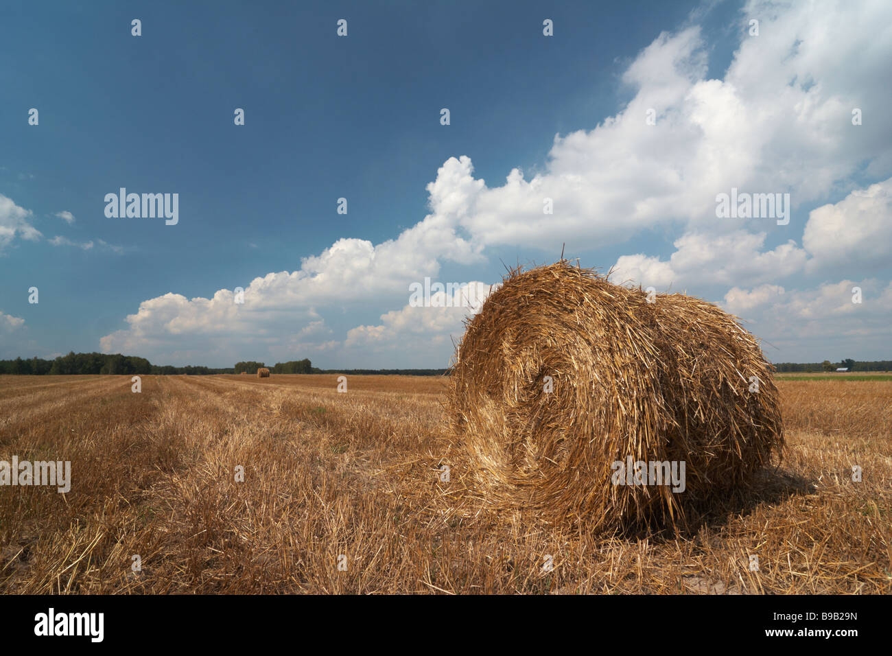 Polish farm crops hi-res stock photography and images - Alamy