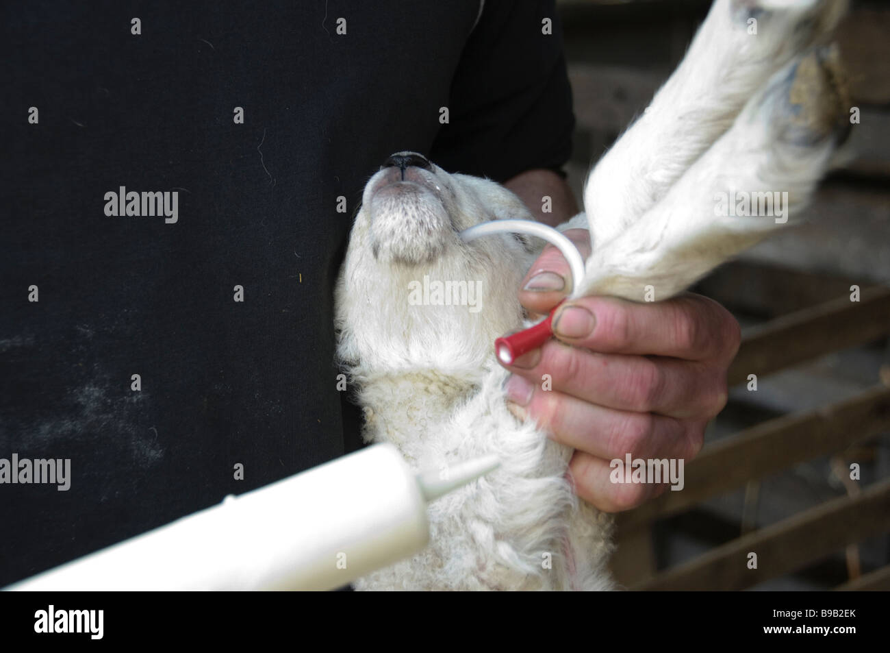 feeding of a newborn hungry lamb Stock Photo - Alamy