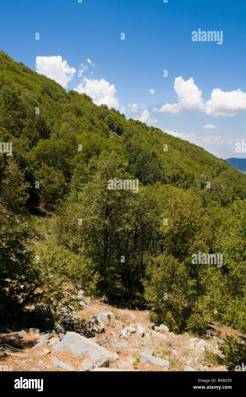 Forest of Southern Beeches (Nothofagus Macrocarpa) on Cerro Roble Hill ...