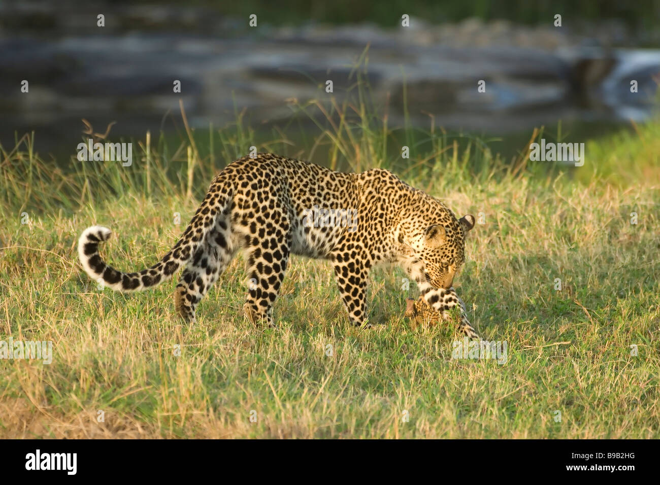 Leopard Panthera pardus Stock Photo - Alamy