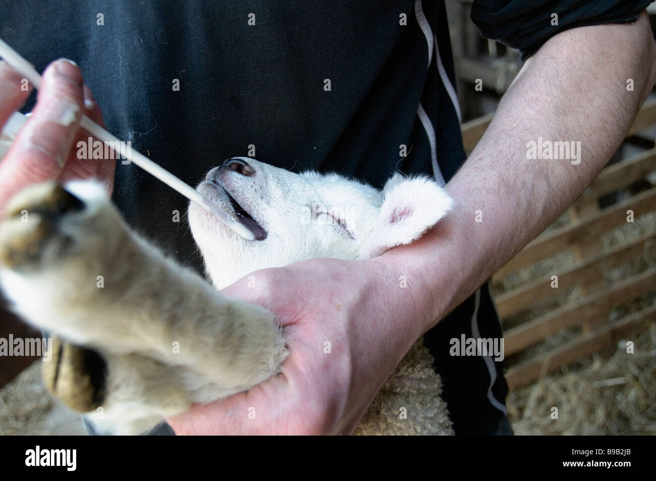 hand feeding the lambs Stock Photo - Alamy