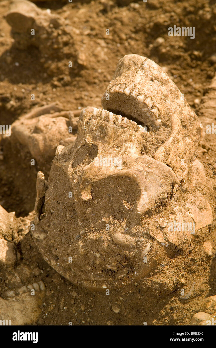 1000 year old skeletons of young men unearthed on a building site Stock ...
