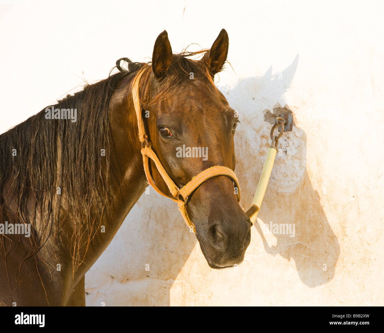 Tethered Horse Stock Photos & Tethered Horse Stock Images - Alamy