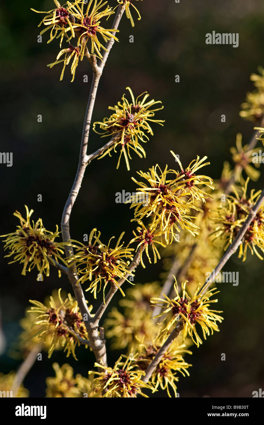 Witch Hazel: Hamamelis mollis imperialis Stock Photo - Alamy