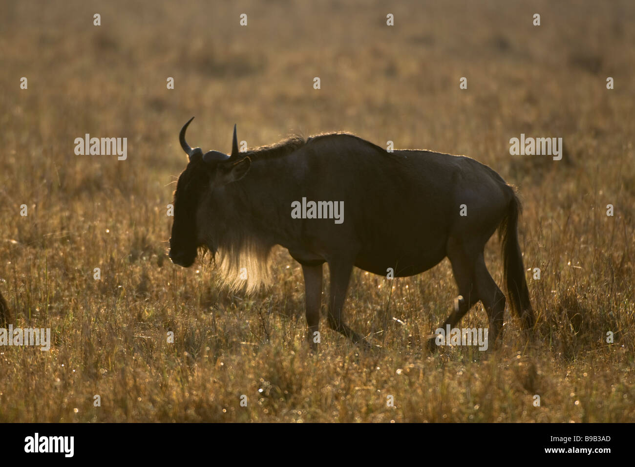 Blue wildebeests connochaetes taurinus plain hi-res stock photography ...