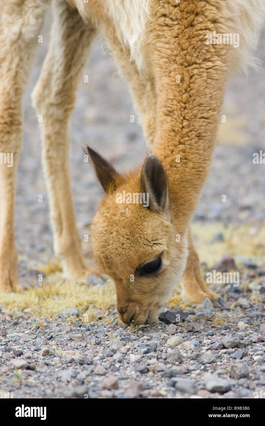 Close up of a Vicuna (Vicugna vicugna) grazing on sparse grass Stock ...