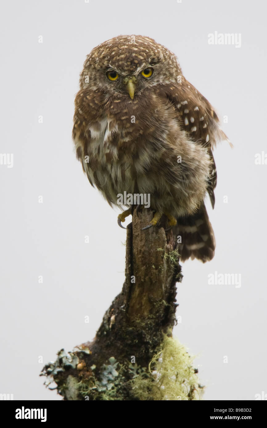 Glaucidium hi-res stock photography and images - Alamy