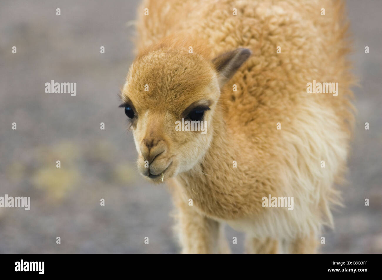 Close up of a Vicuna (Vicugna vicugna Stock Photo - Alamy