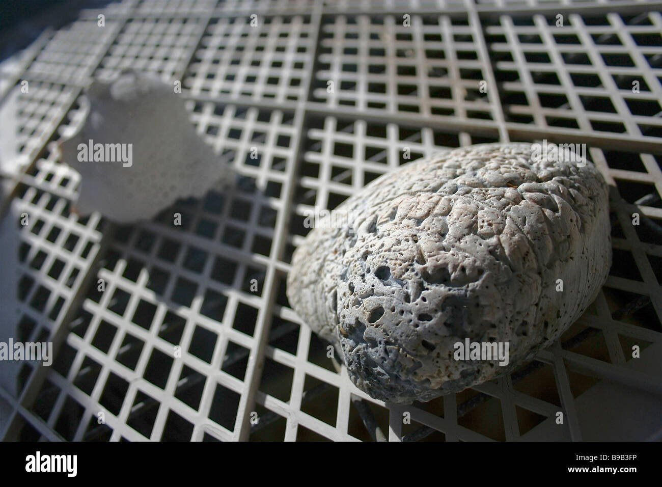 Two shells on a lattice panel Stock Photo - Alamy